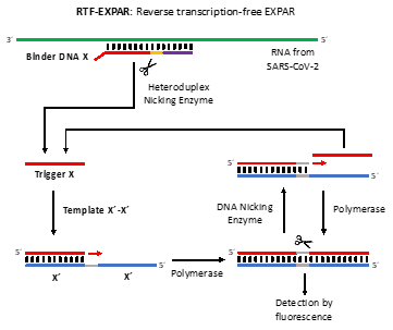 Development of Ultra-fast Assays for RNA-based Disease Targets