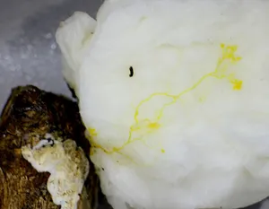 Find a Wild Slime Mould