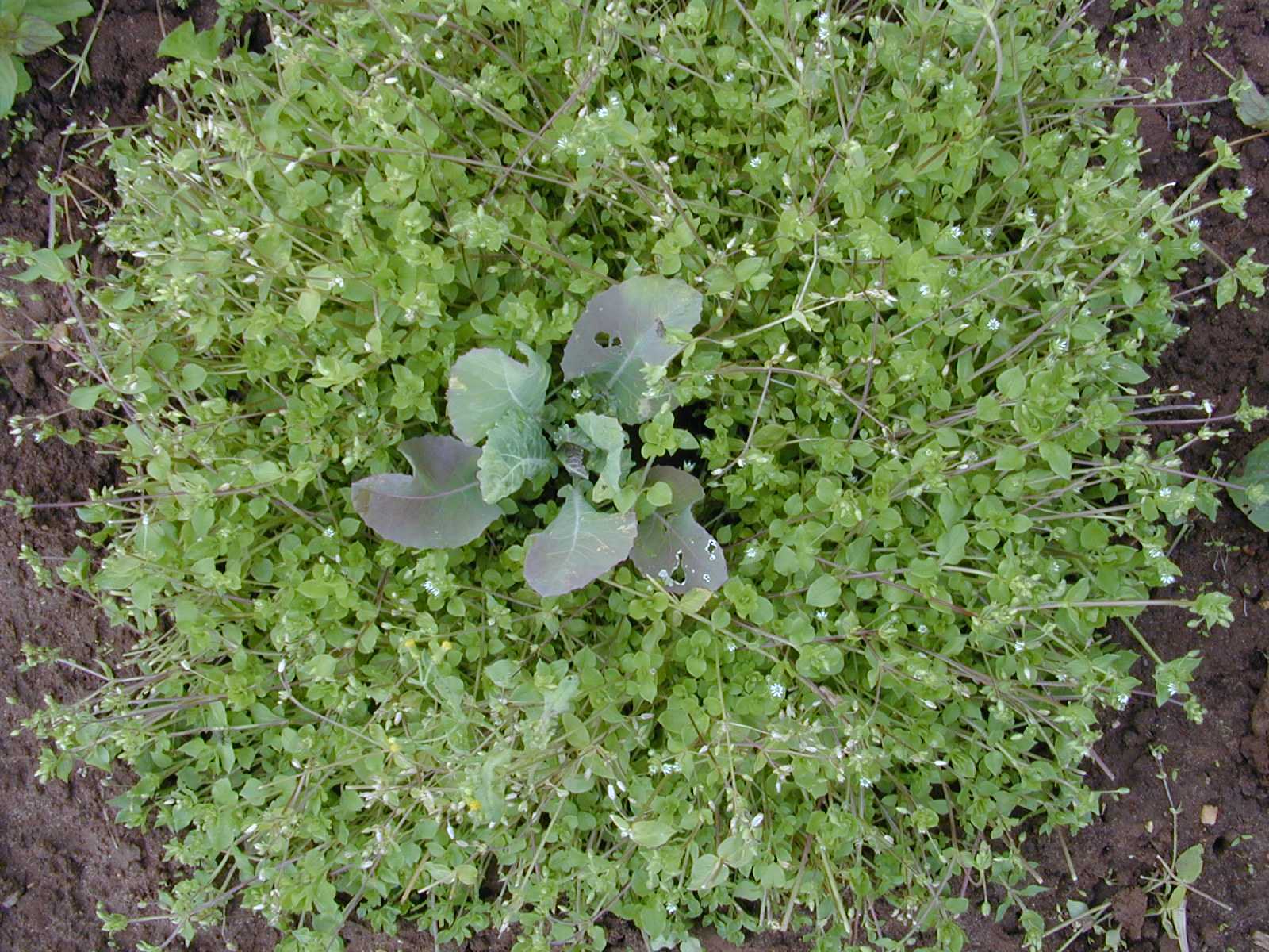 Warwick HRI - Companion Planting