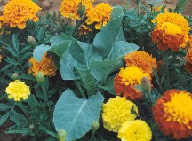 Warwick HRI - Companion Planting