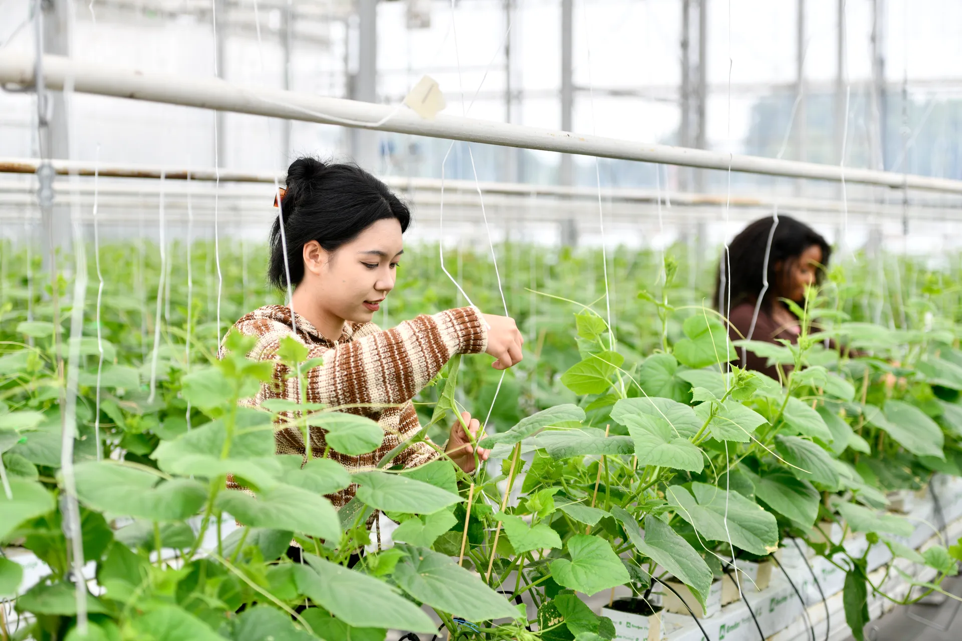 Warwick Crop Centre