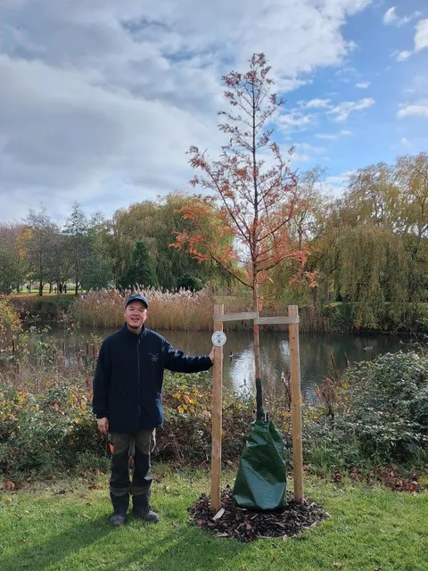 60-trees-60