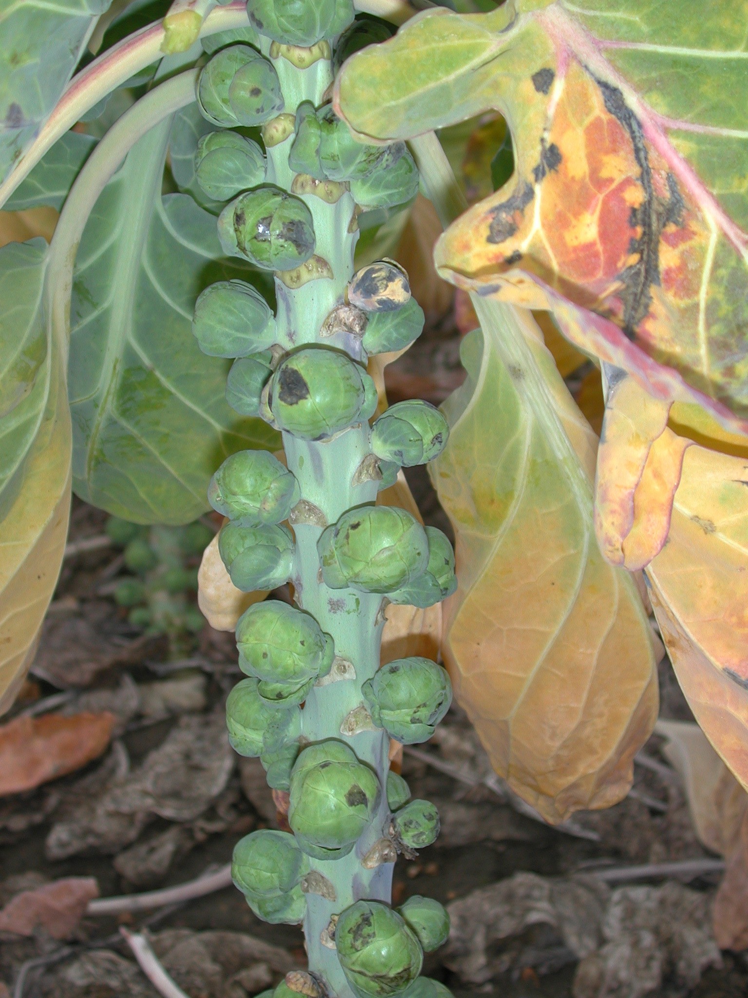 Christmas dinner saved! Sprouts gain natural disease defence